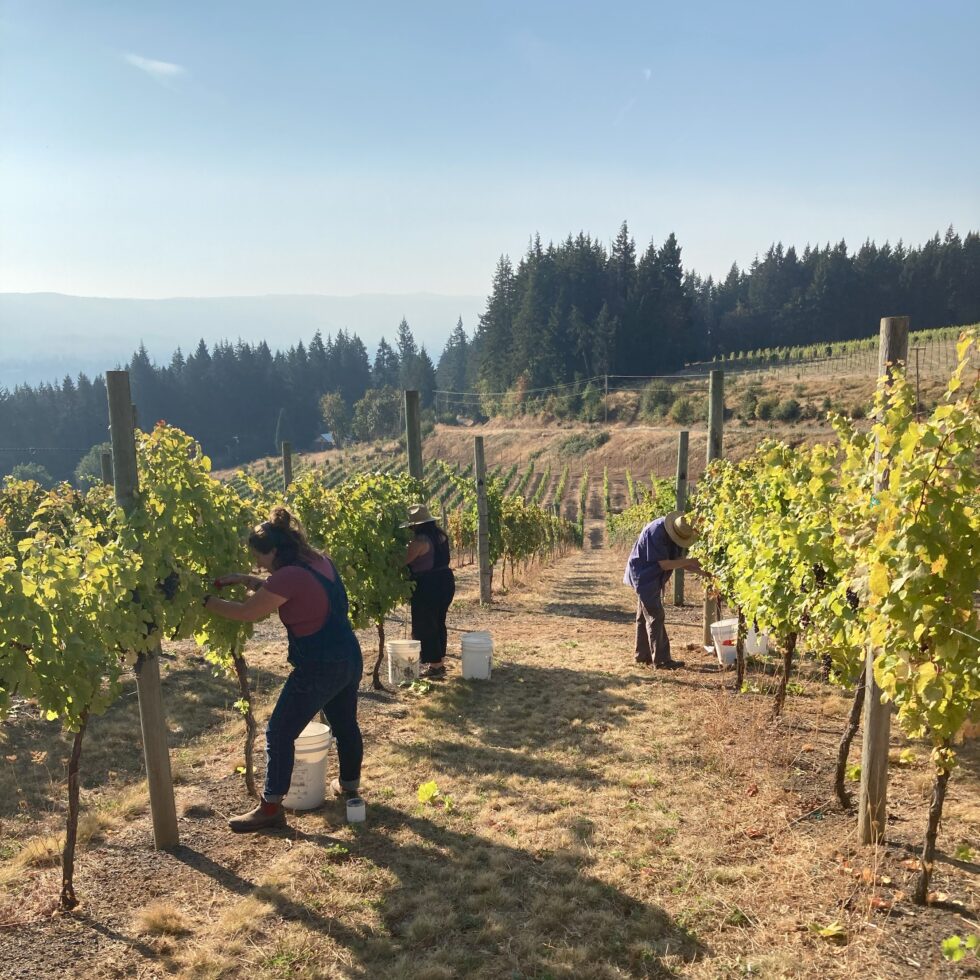 Wine Club | Aniche Cellars